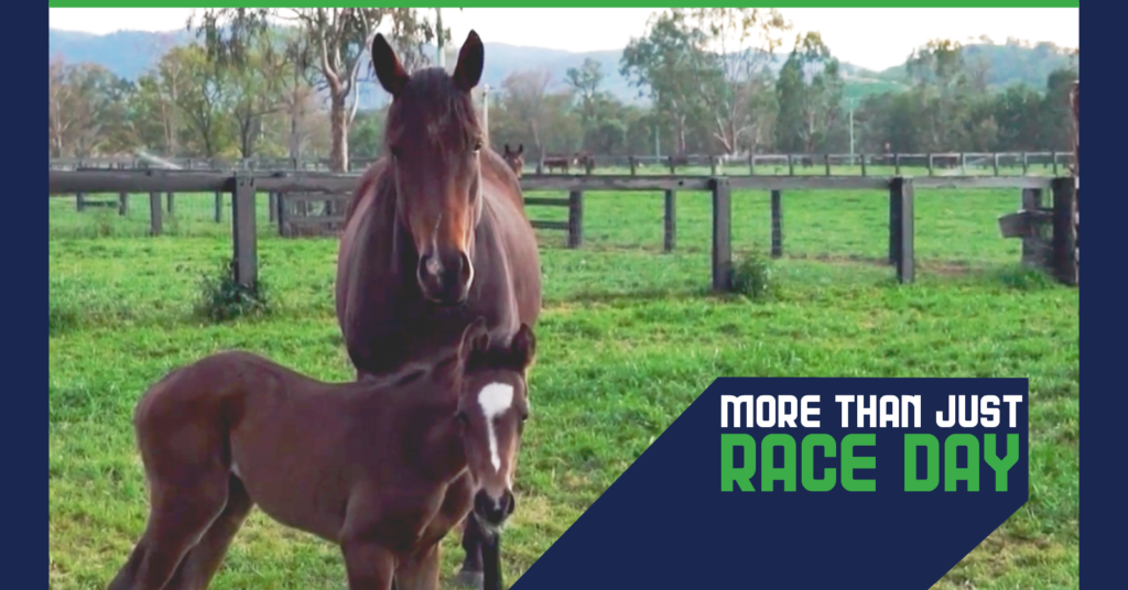 More Than Just Race Day - The Racing League