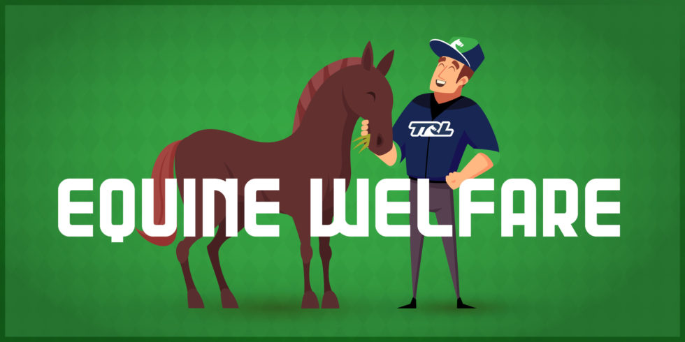 TRL Equine Welfare Policy - More Than Just Racing