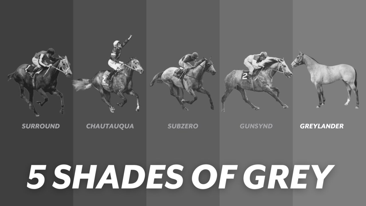 5 SHADES OF GREY RACEHORSES - GREYLANDER - The Racing League